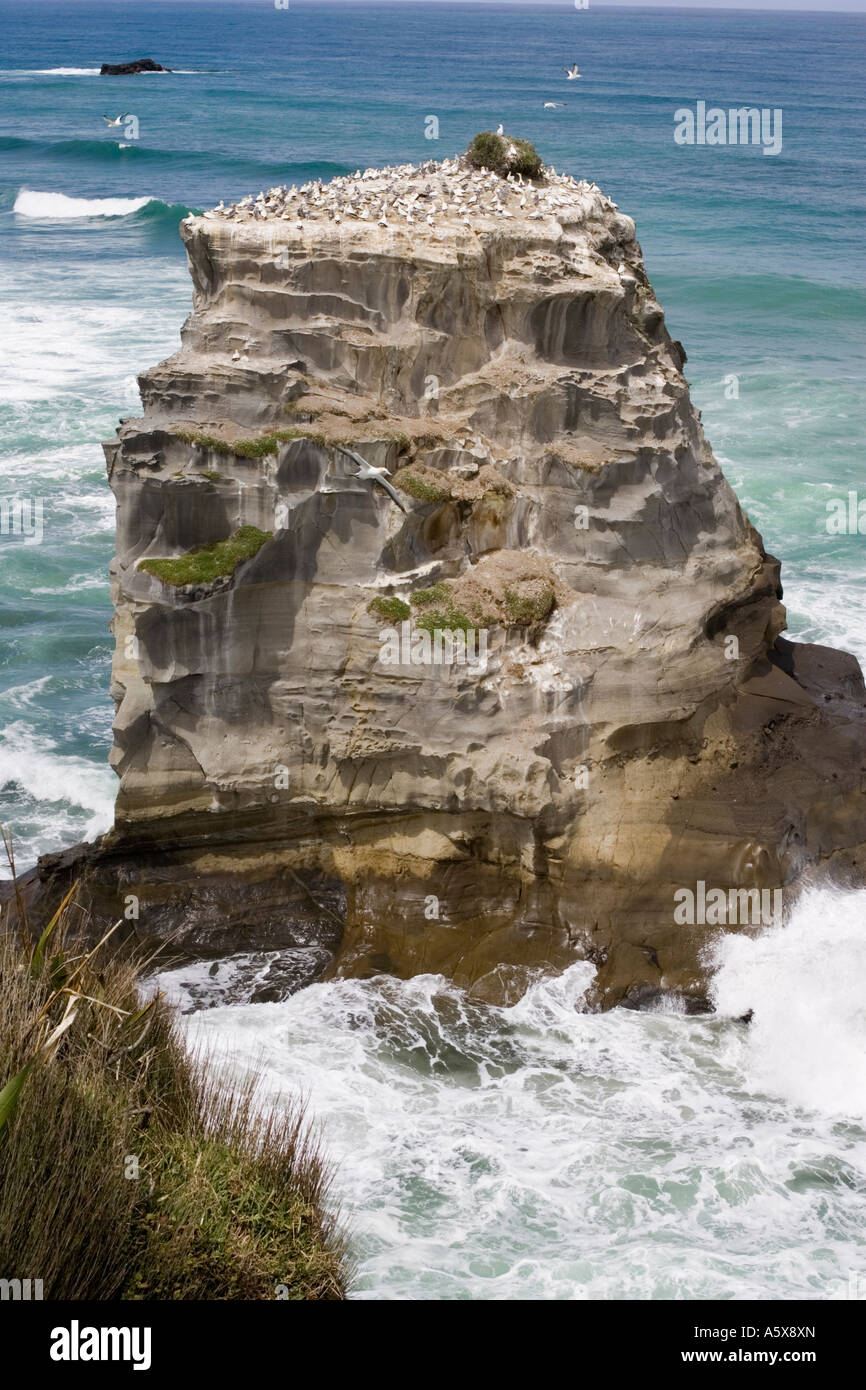 Nesting rock at Muriwai gannet colony off west coast near Auckland ...