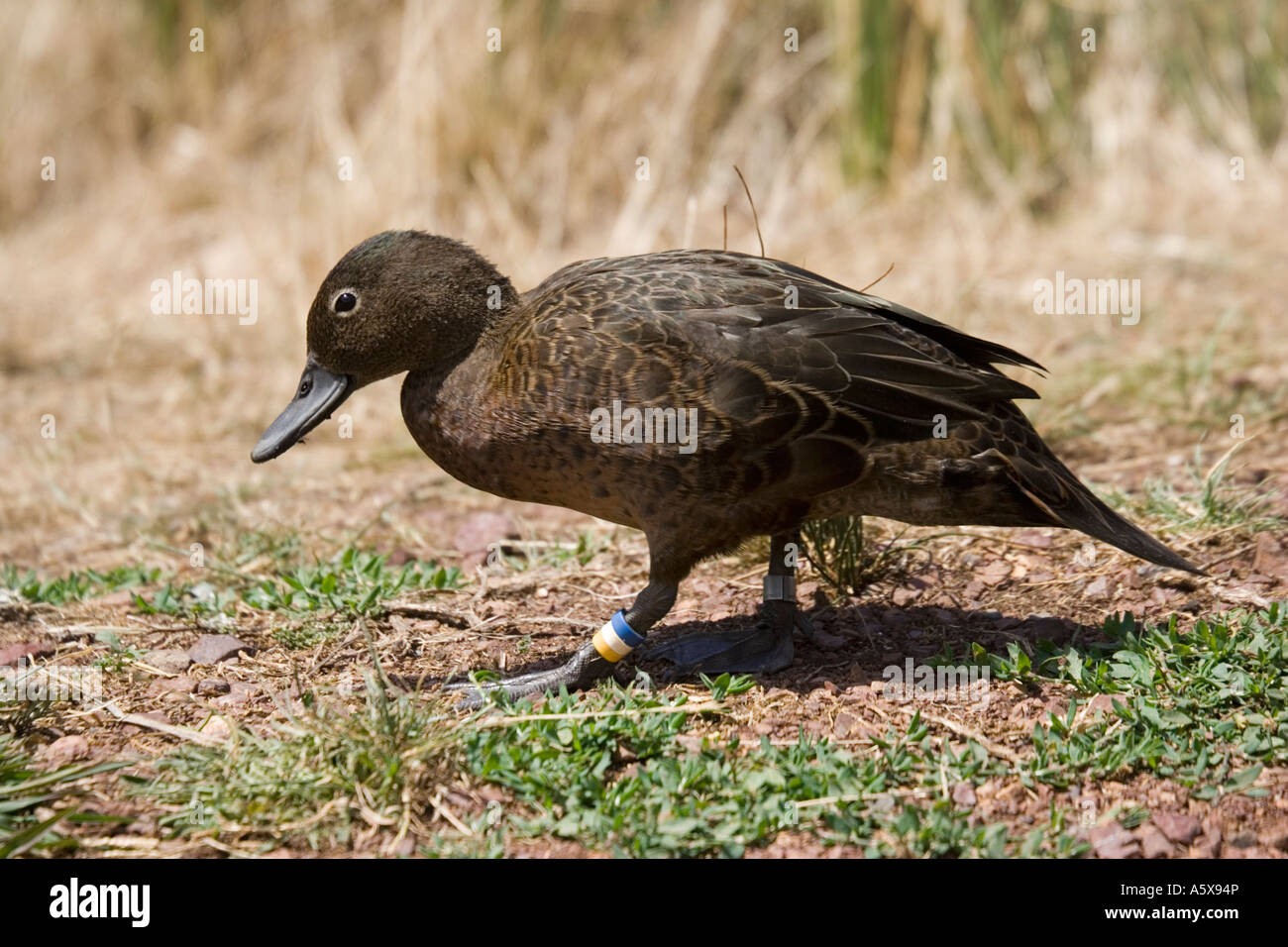 Auckland teal hi-res stock photography and images - Alamy