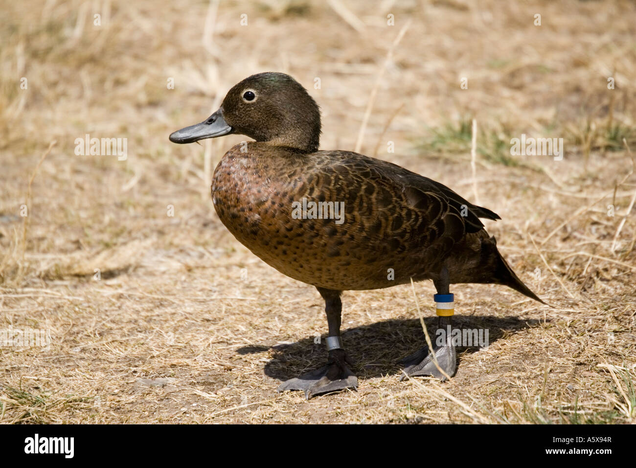 New zealand teal anas chlorotis hi-res stock photography and images - Alamy