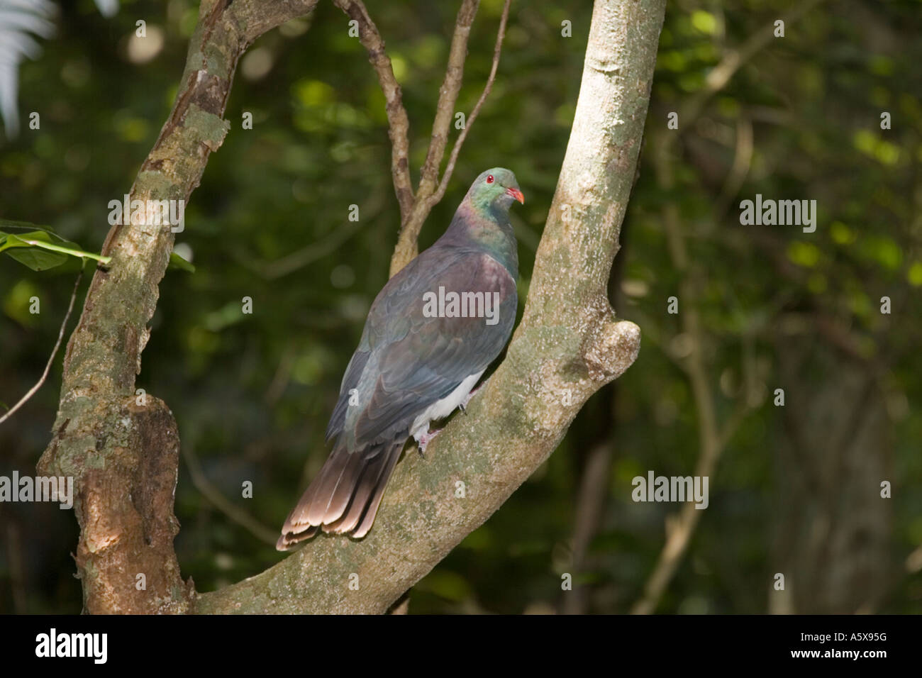 New Zealand native pigeon Hemiphaga novaeseelandiae novaseelandiae ...