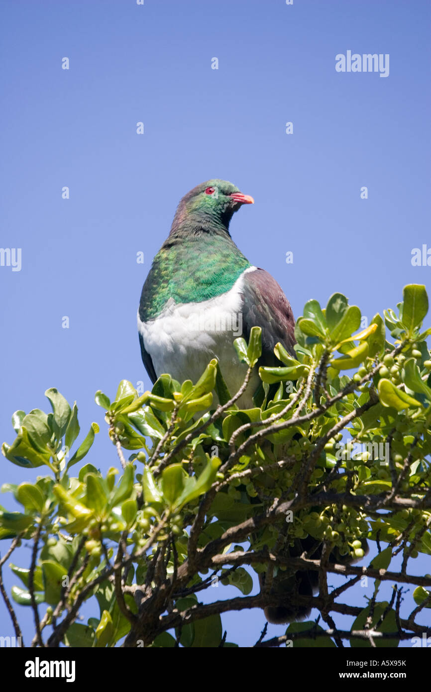 New Zealand native pigeon Hemiphaga novaeseelandiae novaseelandiae ...