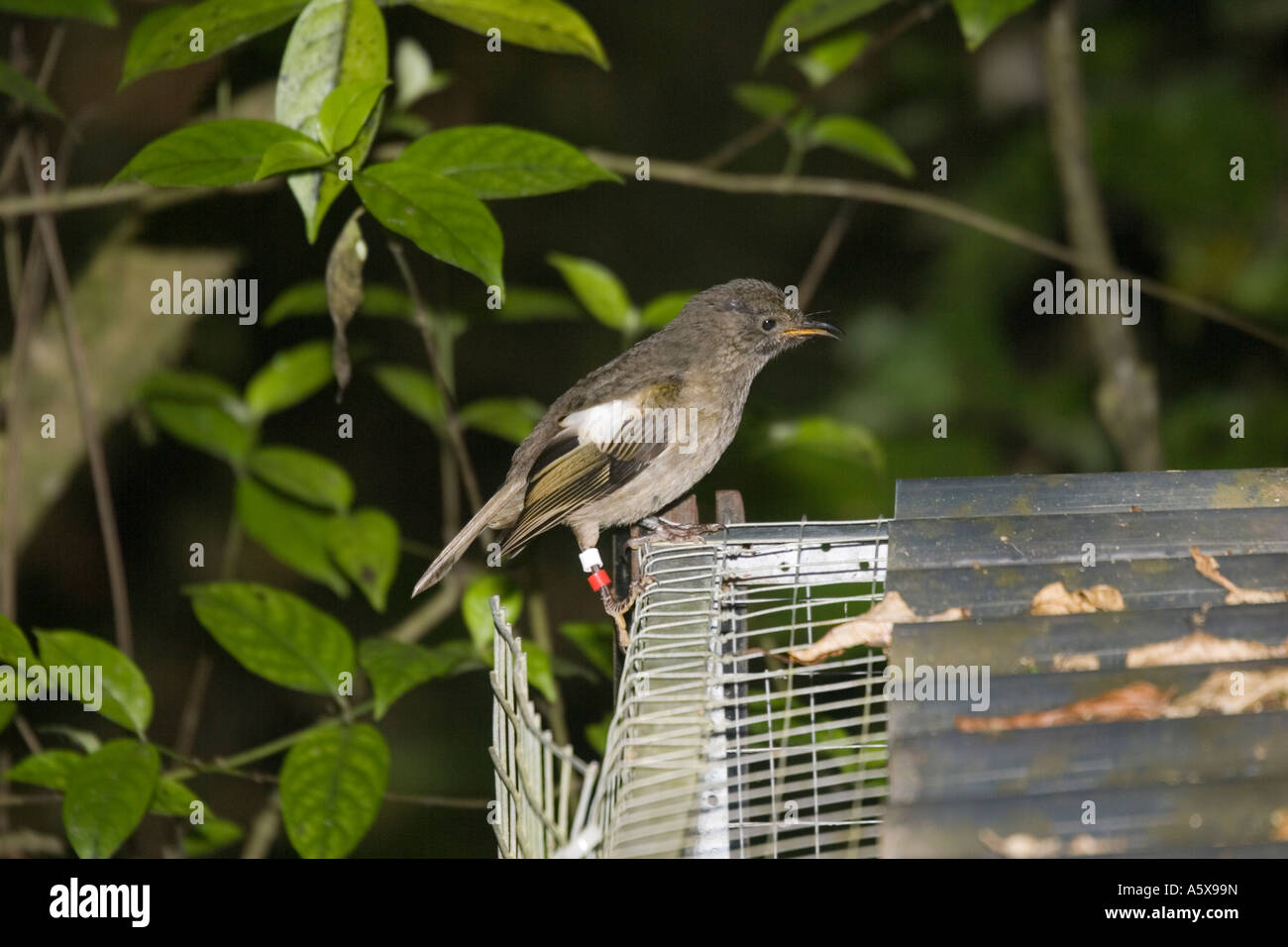 Hihi bird hi-res stock photography and images - Alamy
