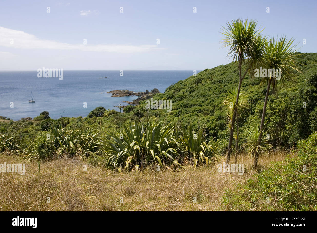Tiritiri Matangi island bird sanctuary North island New Zealand Stock ...