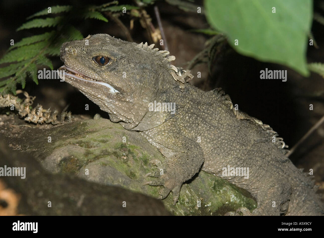 Tuatara lizard Sphenodon punctatus Rainbow Springs North Island New ...