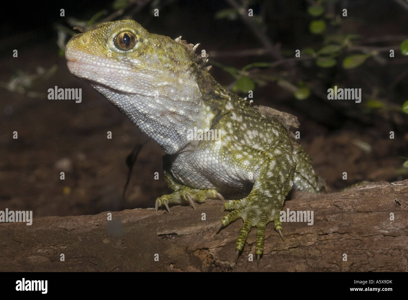 Tuatara lizard Sphenodon punctatus Rainbow Springs North Island New ...