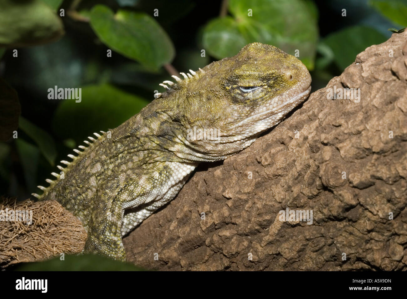 Tuatara lizard Sphenodon punctatus Rainbow Springs North Island New ...