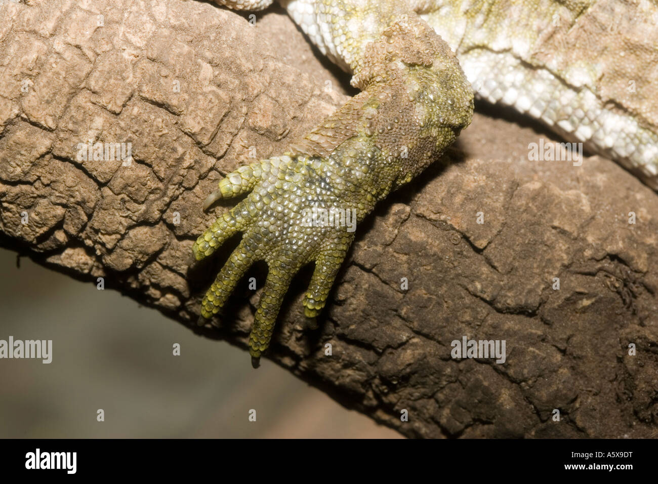 Front foot Tuatara lizard Sphenodon punctatus Rainbow Springs North ...