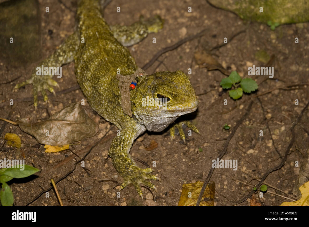 Tuatara lizard Sphenodon punctatus with identity collar Karori Wildlife ...
