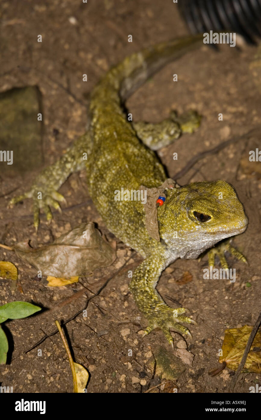 Tuatara lizard Sphenodon punctatus with identity collar Karori Wildlife ...