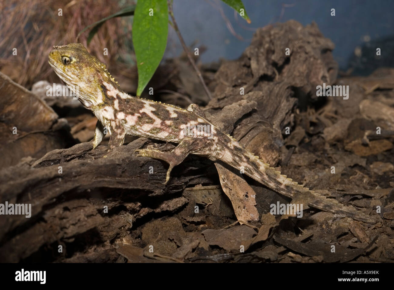 Tuatara lizard Sphenodon punctatus Mount Bruce Conservation Centre ...