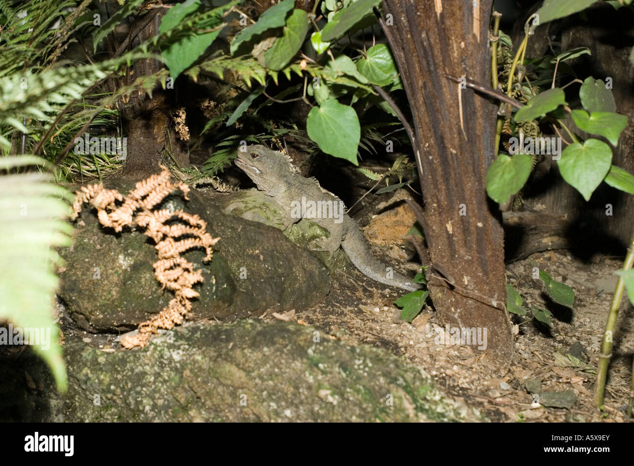 Tuatara lizard Sphenodon punctatus Rainbow Springs North Island New ...