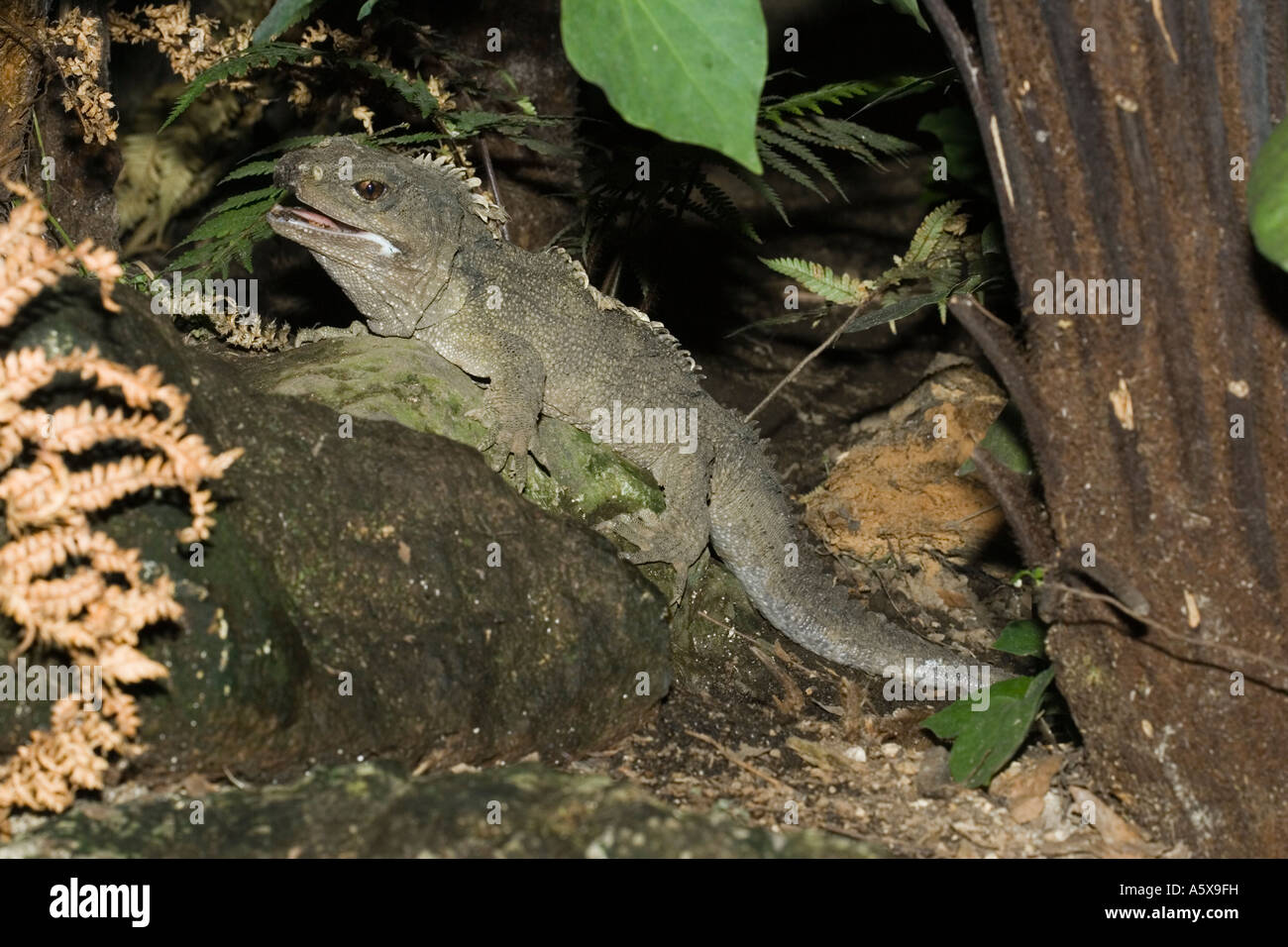 Tuatara lizard Sphenodon punctatus Rainbow Springs North Island New ...