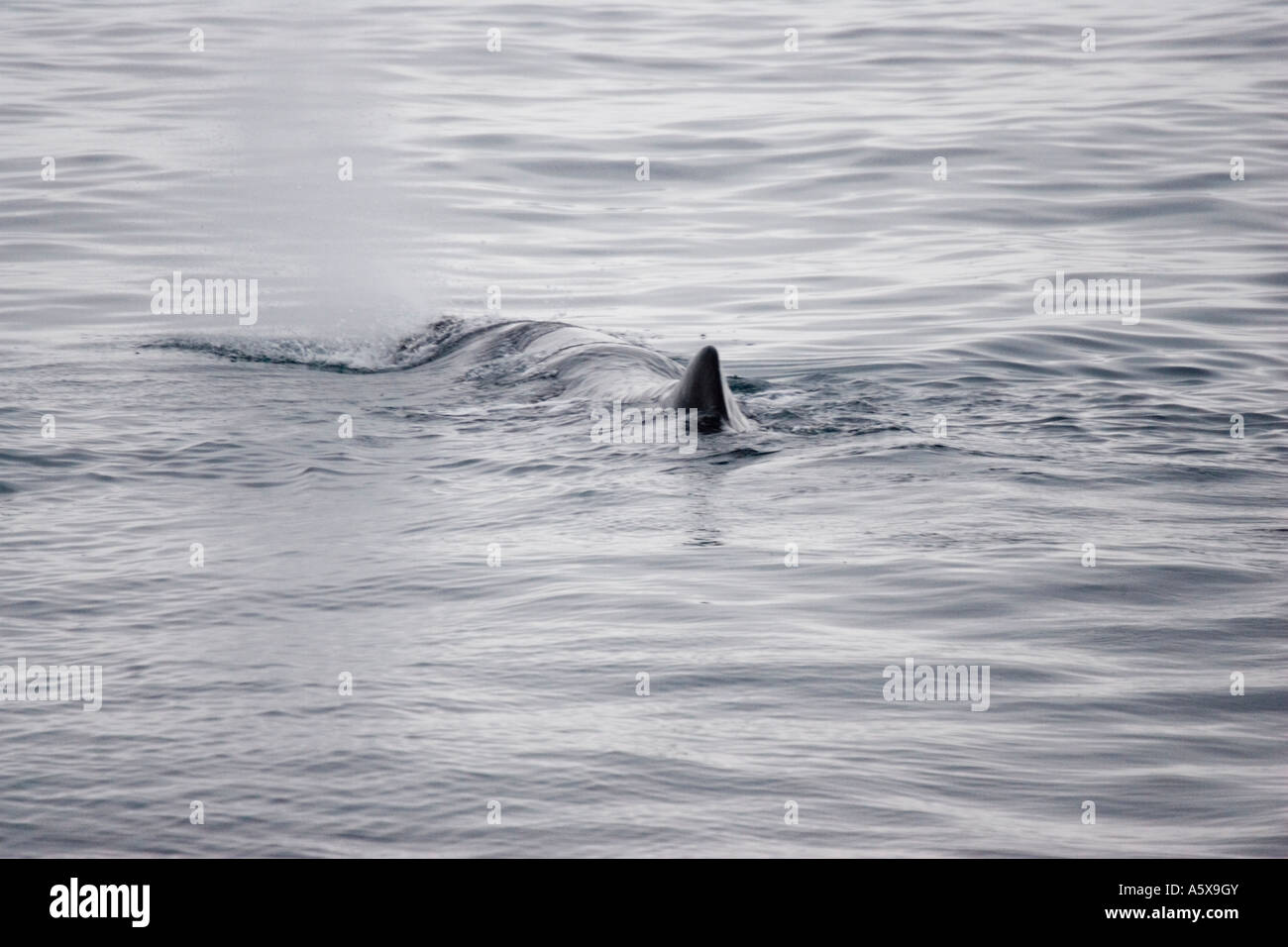 Sperm whale blow hole hi-res stock photography and images - Alamy