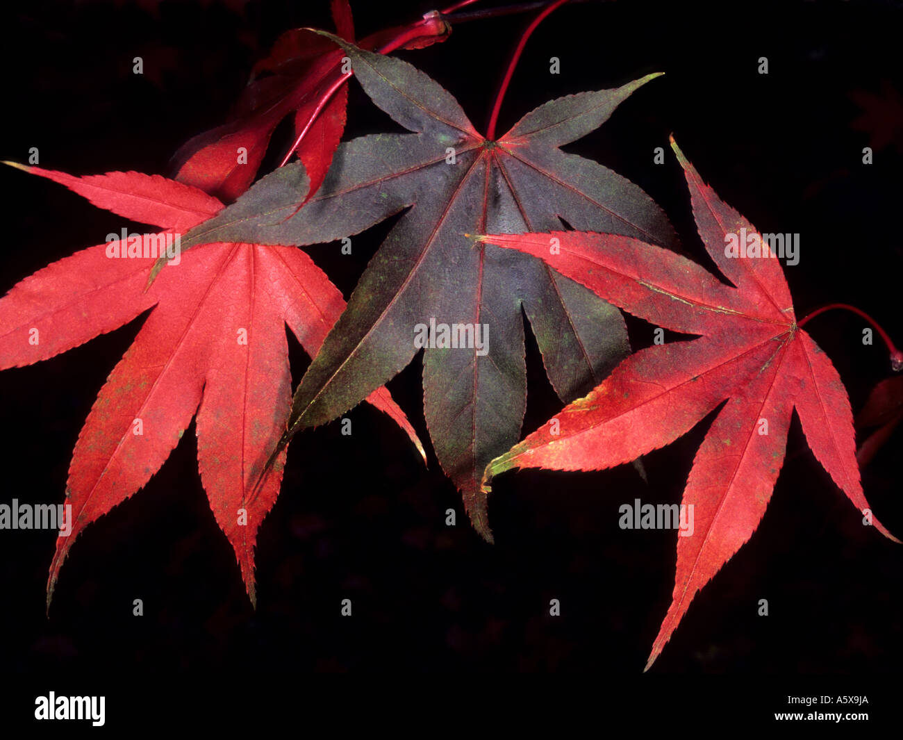 Three autumn leaves Stock Photo - Alamy