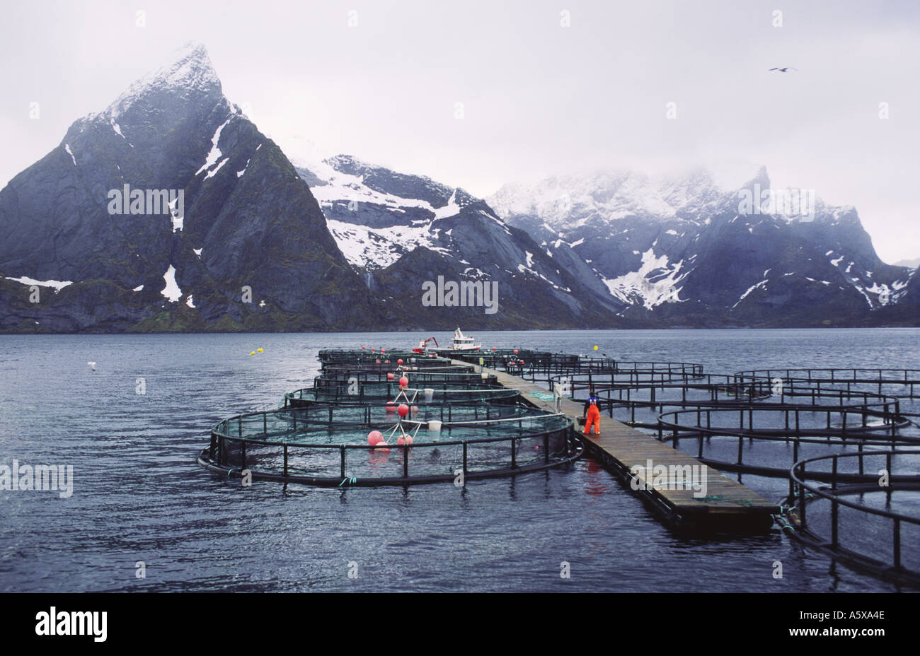 Fish farm in Lofoten islands Stock Photo - Alamy