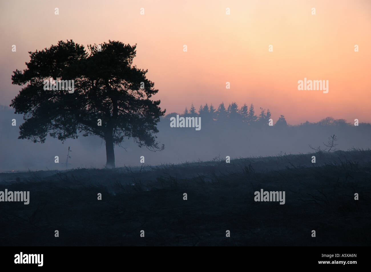 Tree left standing hi-res stock photography and images - Alamy