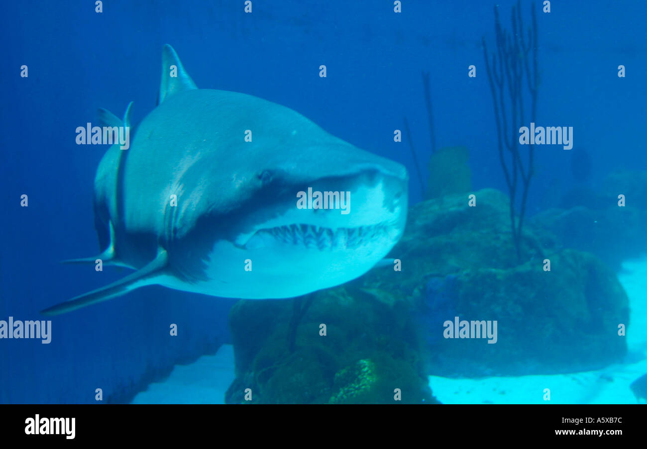A Frightening Sight to Divers is this looming shark Stock Photo - Alamy