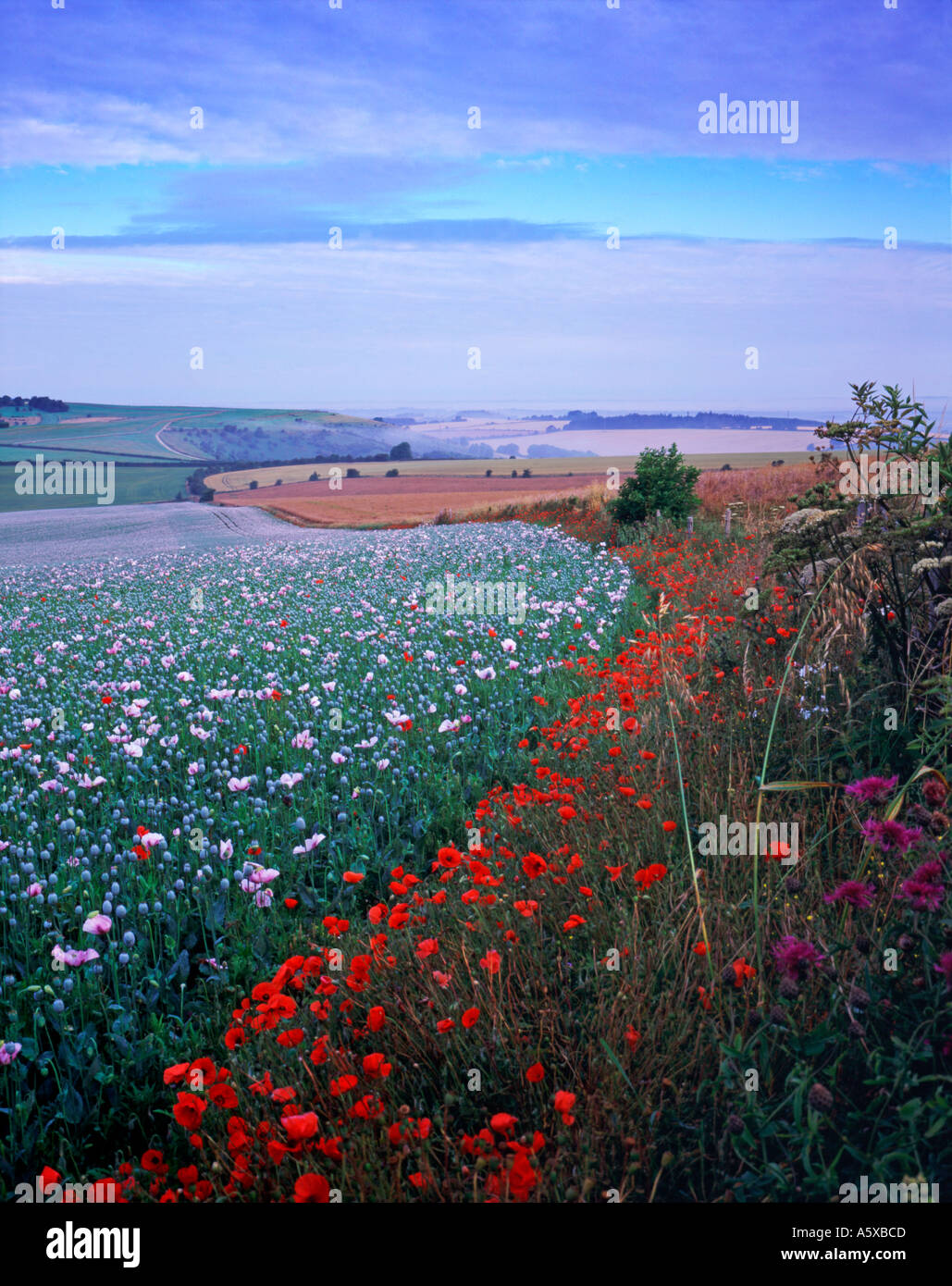 Red poppy carpet hi-res stock photography and images - Alamy