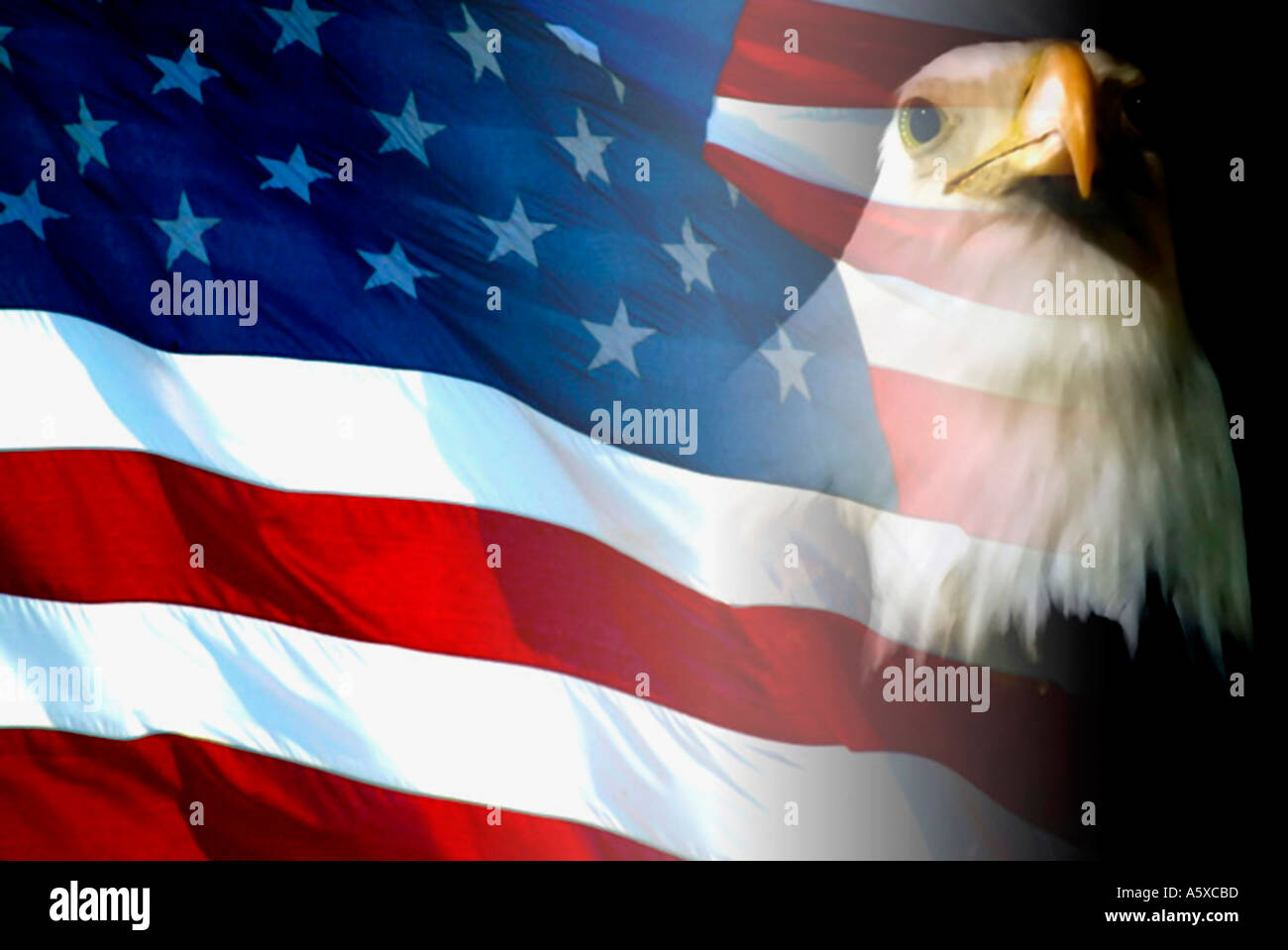 America Flag and American Bald Eagle Symbol and Icon Concpet Stock ...
