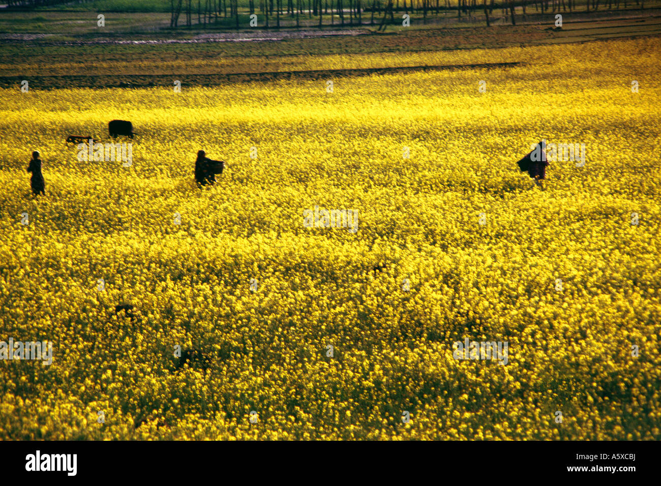 Mustard field kashmir hi-res stock photography and images - Alamy