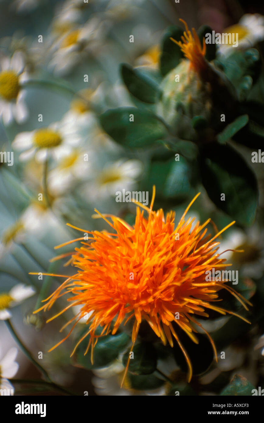 Flower with orange centre hi-res stock photography and images - Alamy
