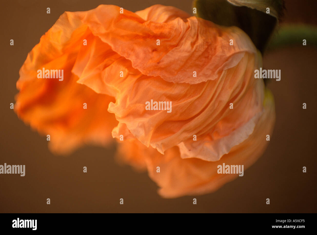 Peach coloured poppy Stock Photo - Alamy