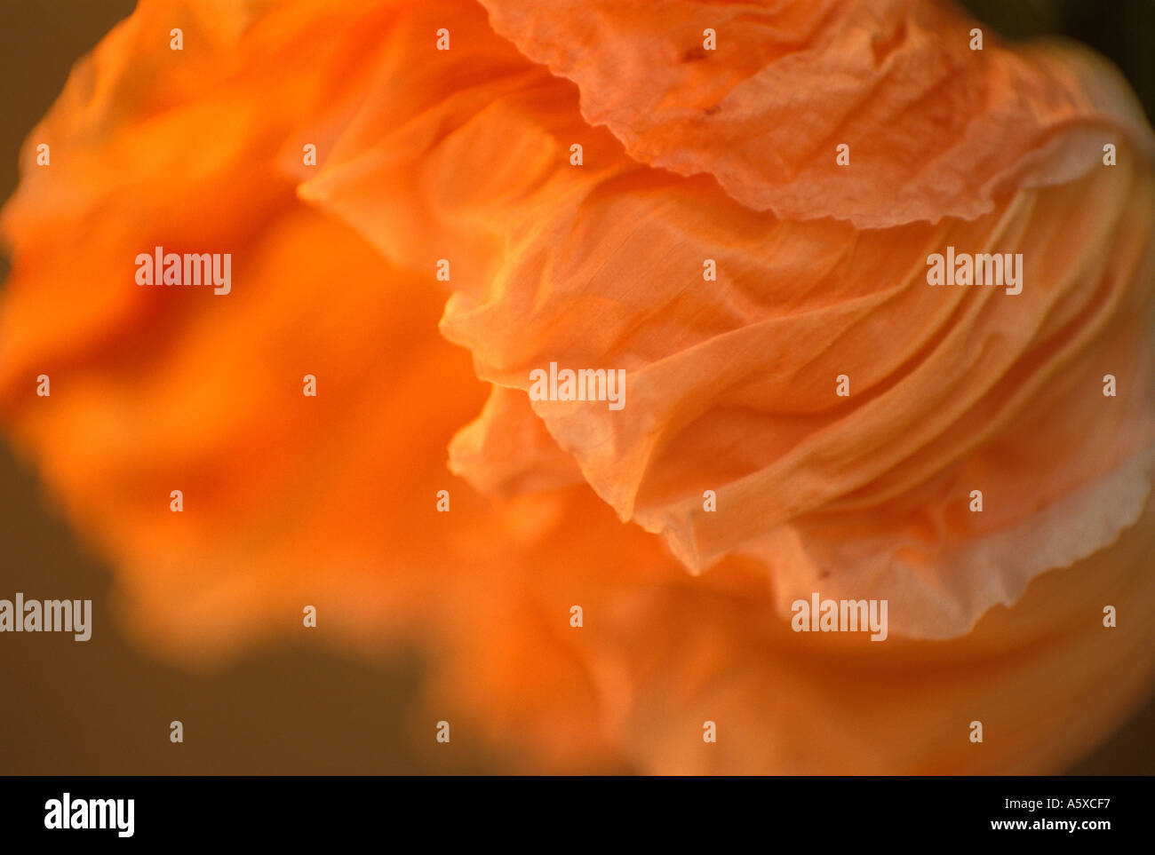 Peach coloured poppy Stock Photo - Alamy