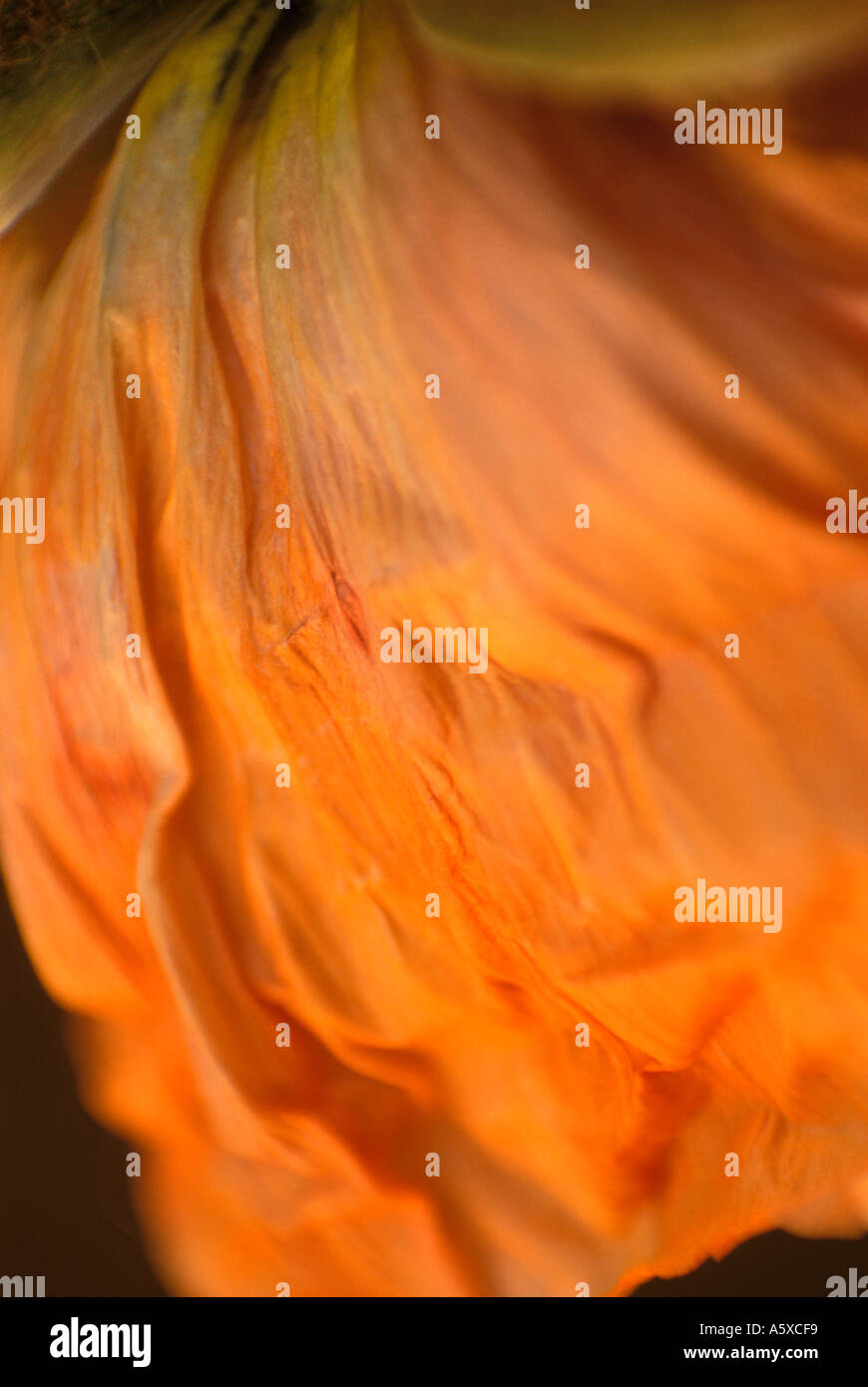 Peach coloured poppy petal Stock Photo - Alamy