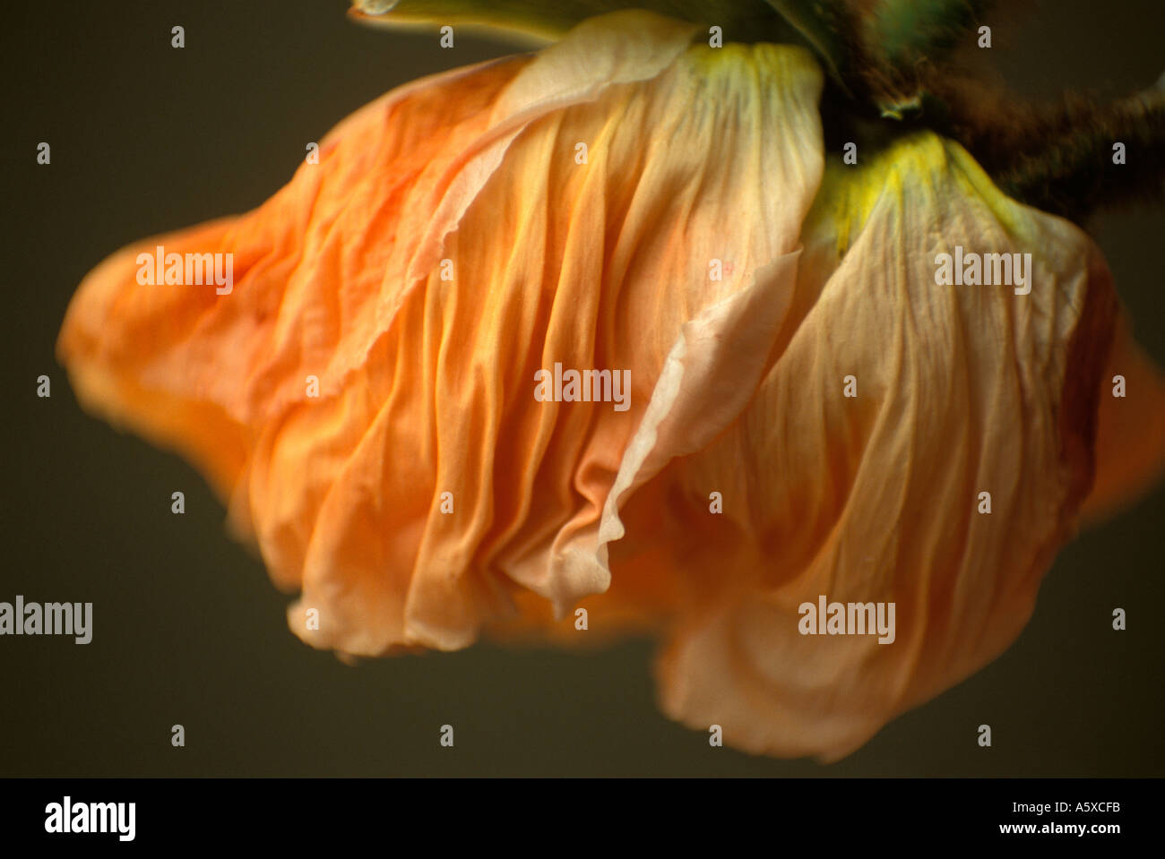 Peach poppy hi-res stock photography and images - Alamy