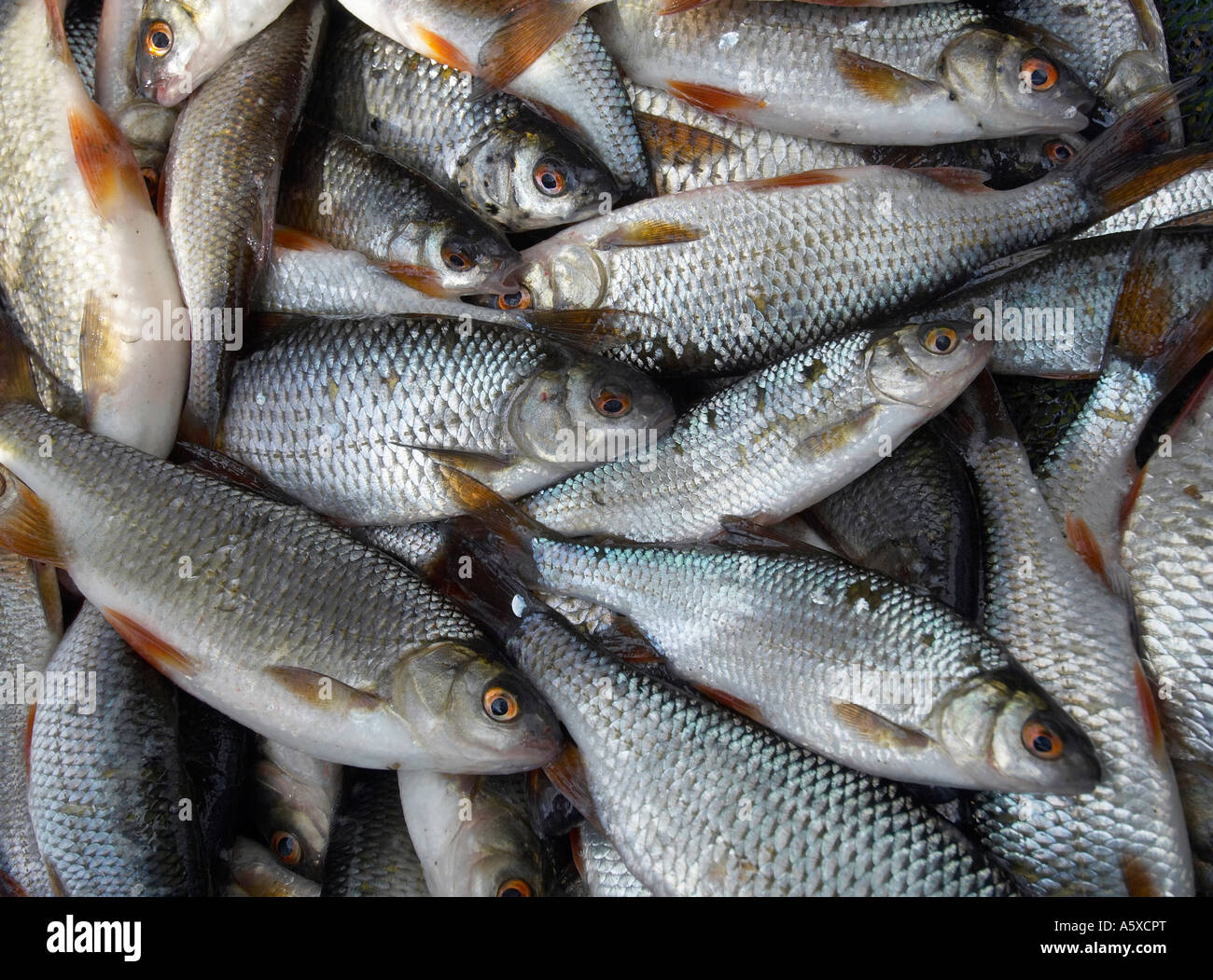 Roach fishing hi-res stock photography and images - Alamy