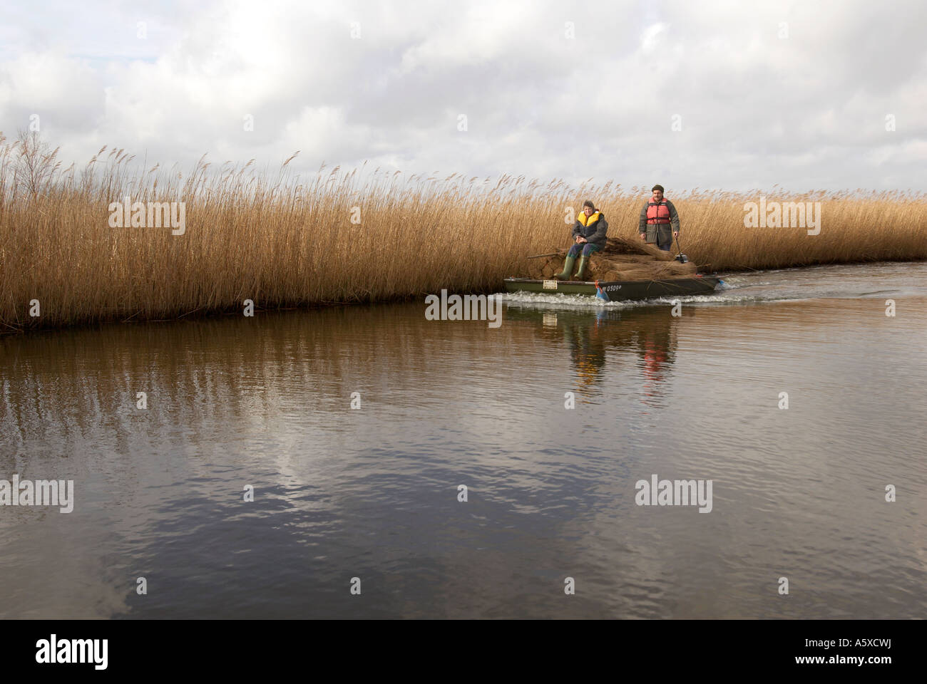 Reed Cutters High Resolution Stock Photography and Images - Alamy