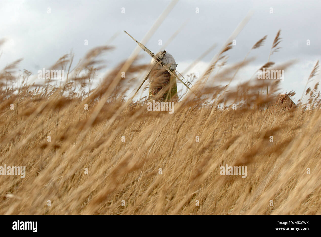 The Norfolk Broads Thurne Sky Reeds Stock Photo - Alamy