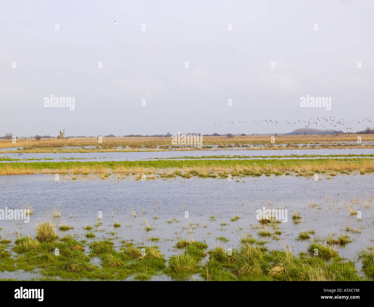 Flood land beside the Norfolk Broads Stock Photo - Alamy