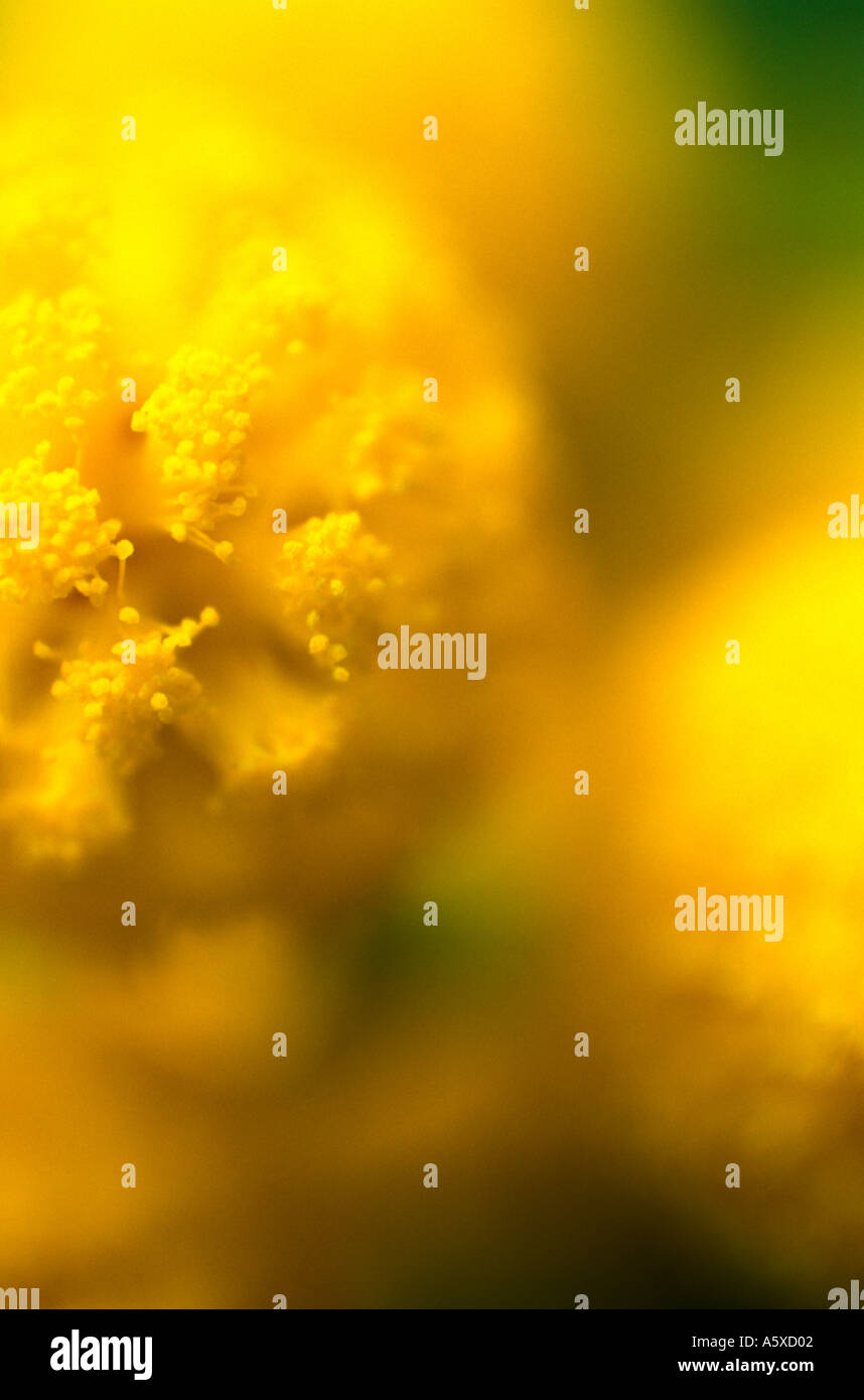 Spherical bud hi-res stock photography and images - Alamy