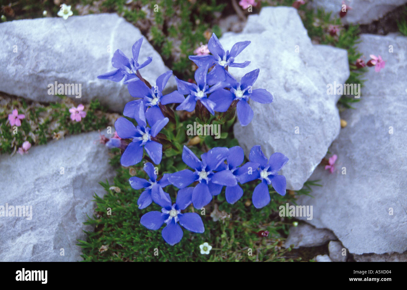 Alpine gentian Austrian Alps Stock Photo - Alamy