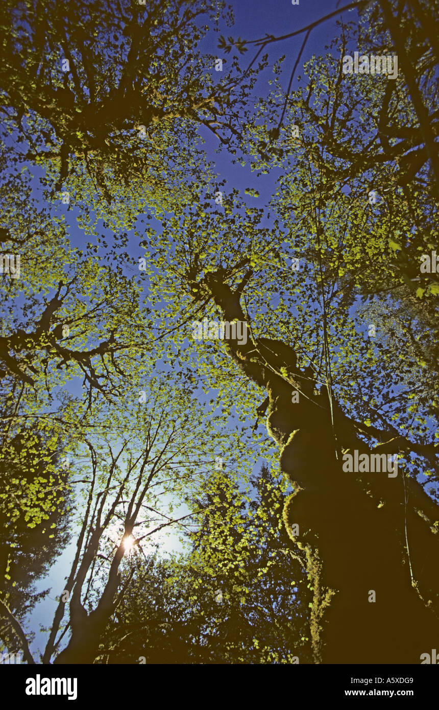 Arkansas Oak Trees with green leaves Stock Photo - Alamy