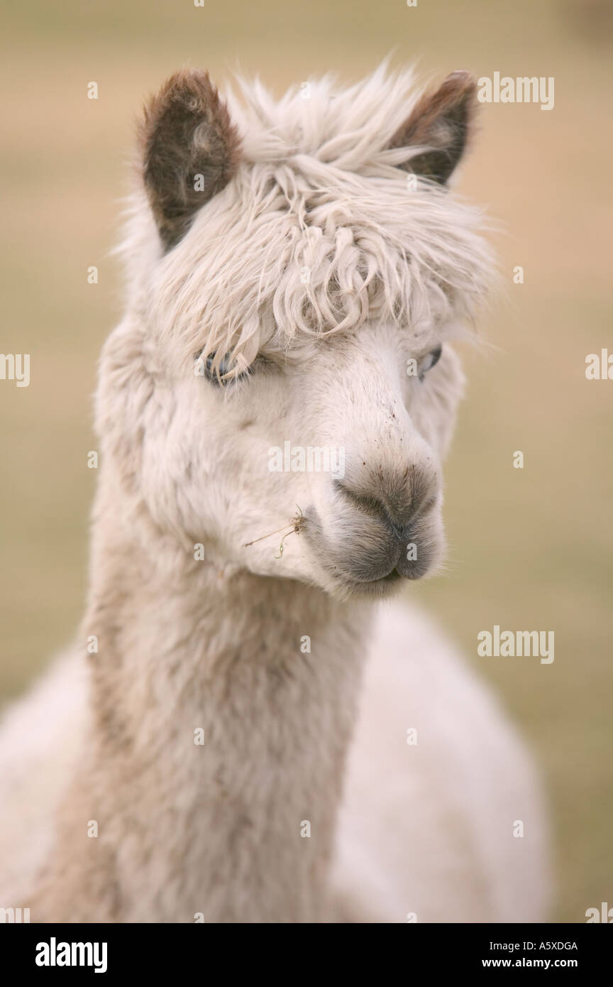 Lama coat hi-res stock photography and images - Alamy