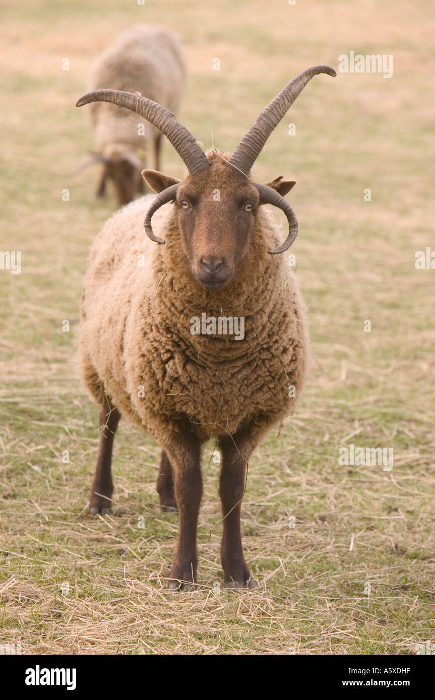 Manx Loaghtan Sheep High Resolution Stock Photography and Images - Alamy