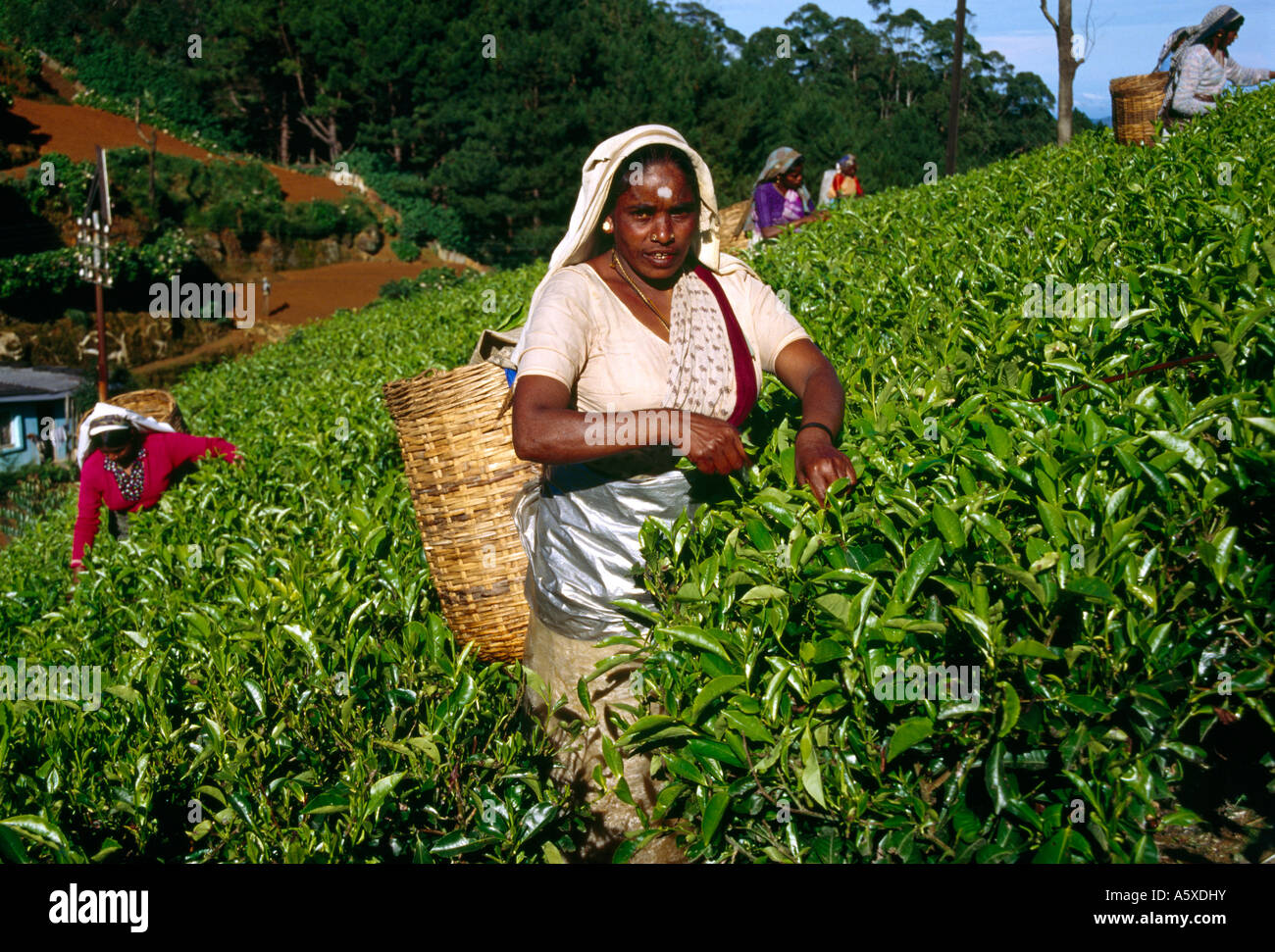 N Eliyia Sri Lanka Tea Pickers Stock Photo - Alamy
