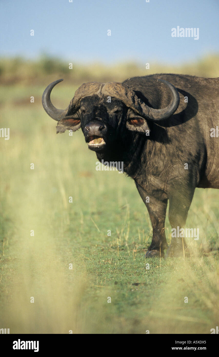 Looking up to cape buffalo hi-res stock photography and images - Alamy