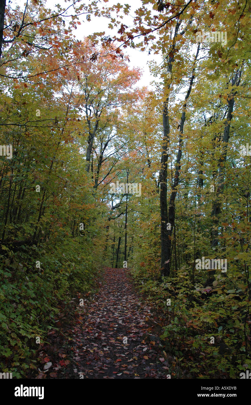 Gatineau park fall leaves hi-res stock photography and images - Alamy