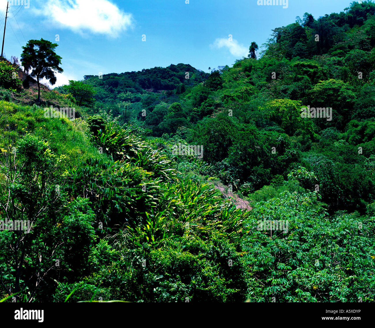 Tobago rain forest hi-res stock photography and images - Alamy