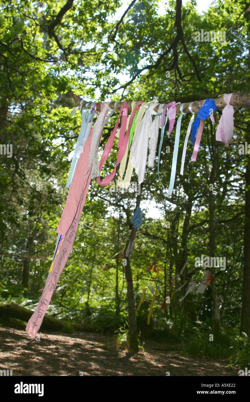 Ribbon tree scotland hi-res stock photography and images - Alamy