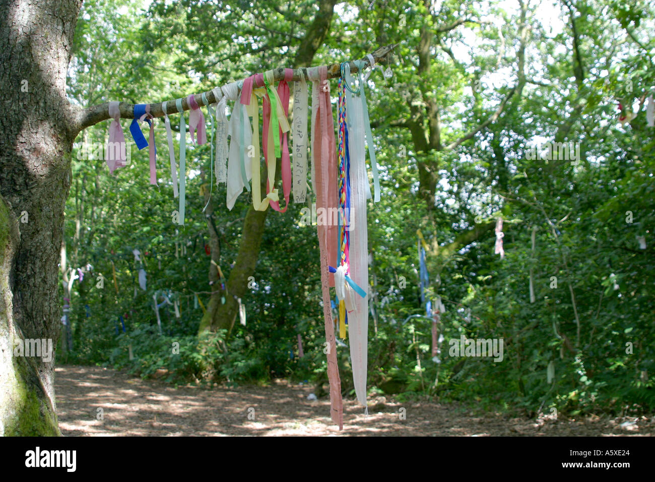 Ribbon tree scotland hi-res stock photography and images - Alamy