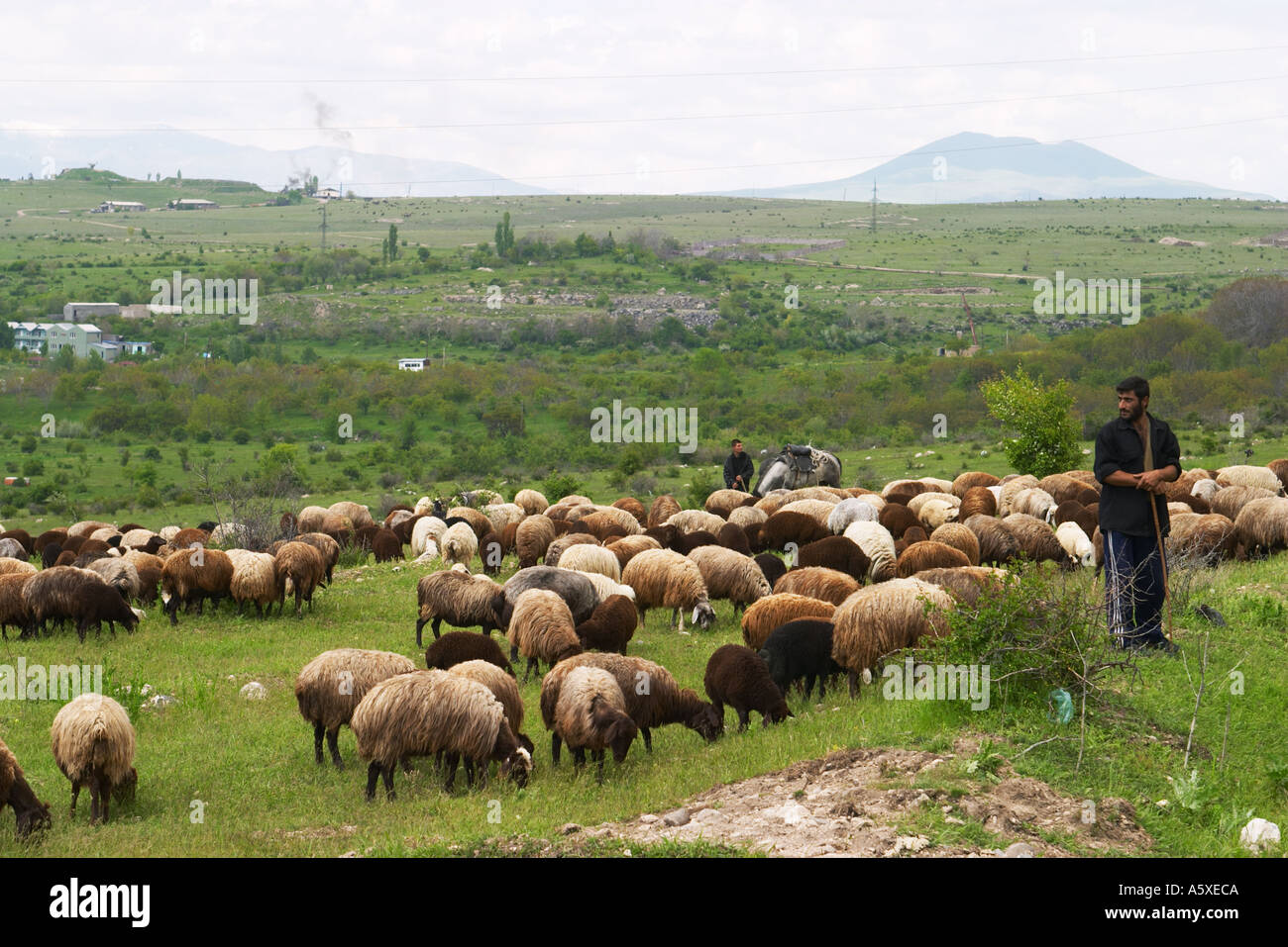 Shepherds watch their flock hi-res stock photography and images - Alamy