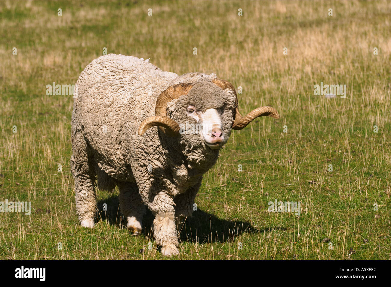 Saxon merino sheep hi-res stock photography and images - Alamy