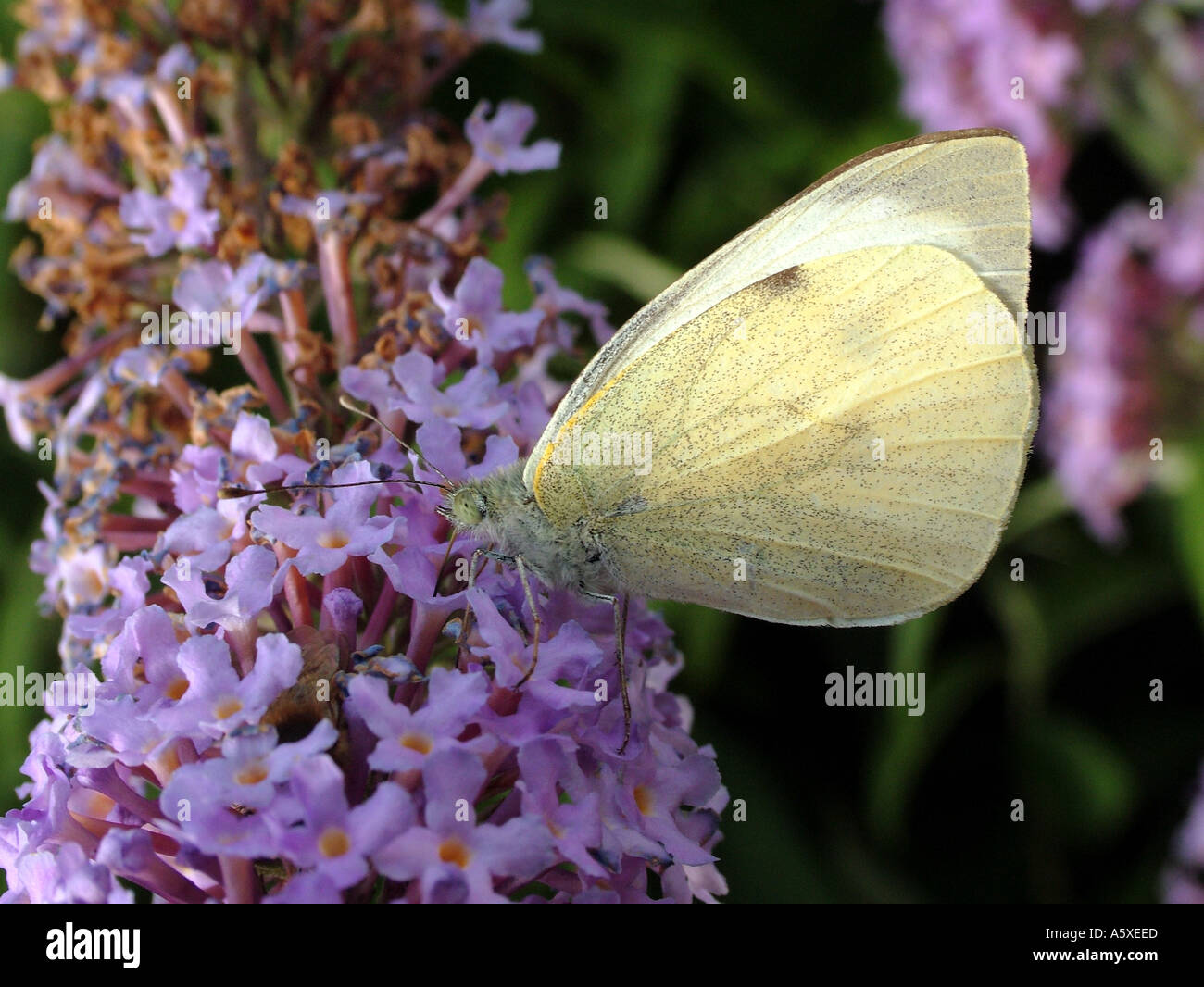 Small White butterfly on Buddleia Stock Photo - Alamy