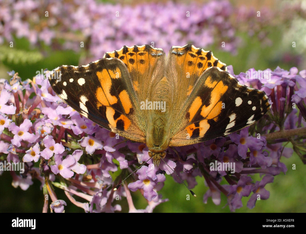 Painted Lady on Buddleia Stock Photo - Alamy