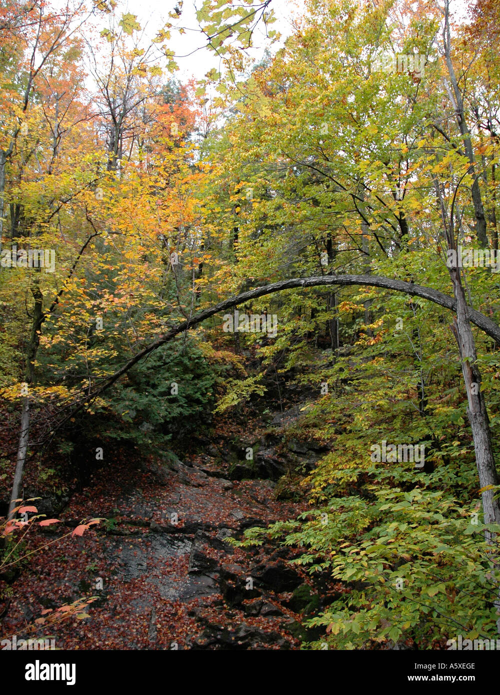Fallen bent tree in the forest, Canada Stock Photo - Alamy