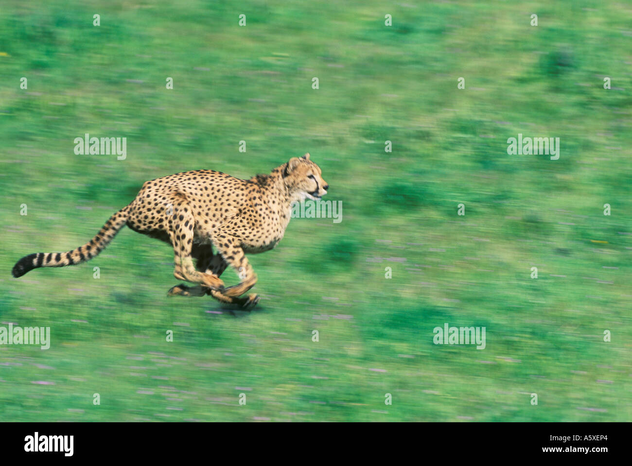 Cheetah running Masai Mara National Park Kenya Stock Photo - Alamy